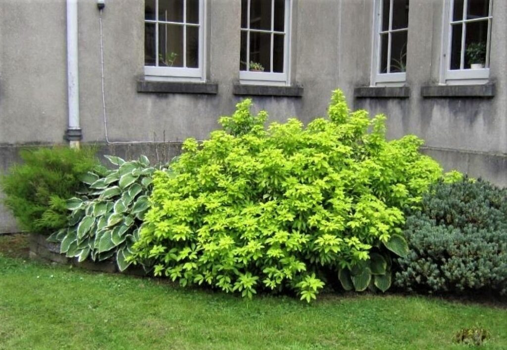 The Quad Gardens of Dalgan by Elizabeth McArdle - Columban Missionaries